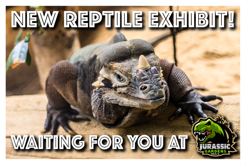 LIVE REPTILES NOW AT JURASSIC GARDENS! | LIVE REPTILES NOW AT JURASSIC ...